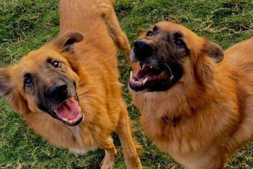 'Forgotten' German shepherds that 'nobody wants' are desperate to find ...