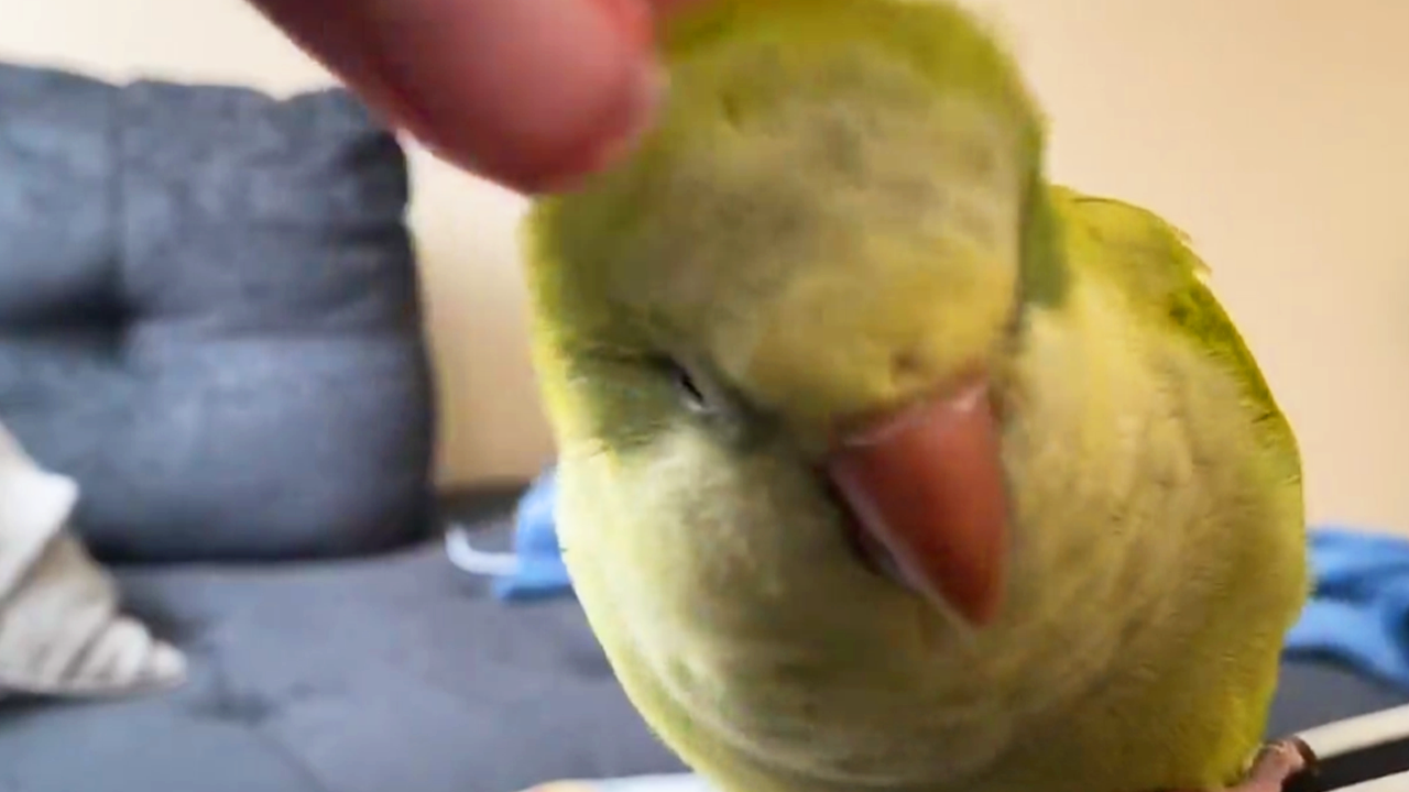 Quaker parrot enjoys pets