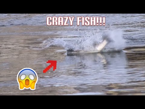 Striped bass topwater fishing produces massive blow-ups