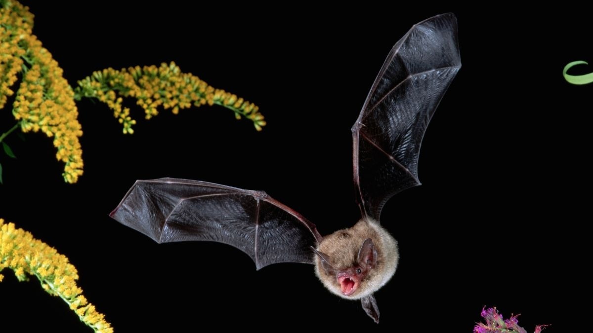 How do bats fly through pitch-black darkness? Study reveals interesting ...