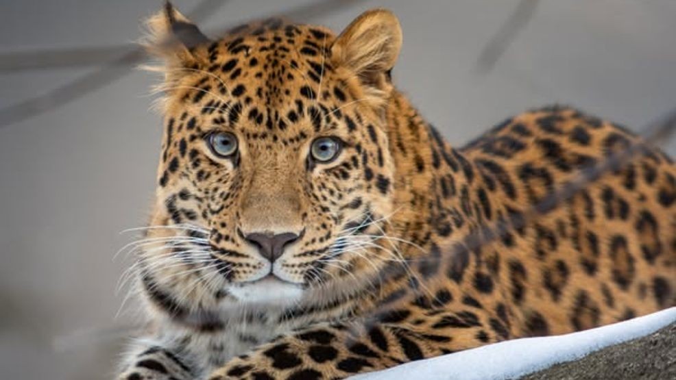 New cat in town: Grover the Amur leopard debuts at Syracuse zoo