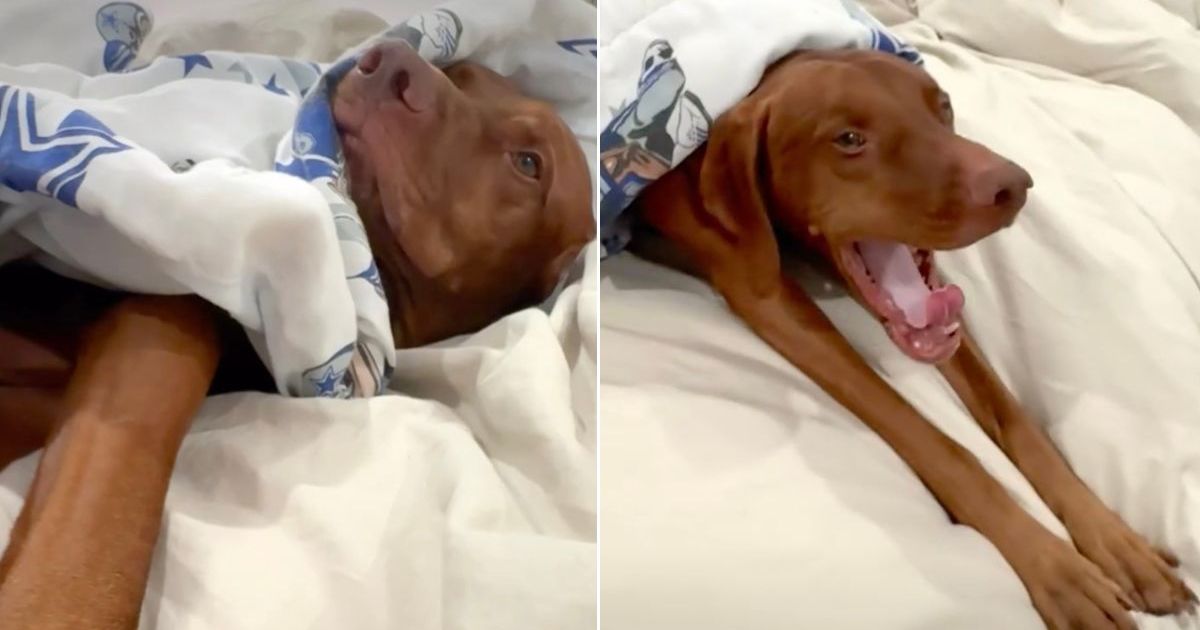 Video shows the trick owner uses to get dog out of bed