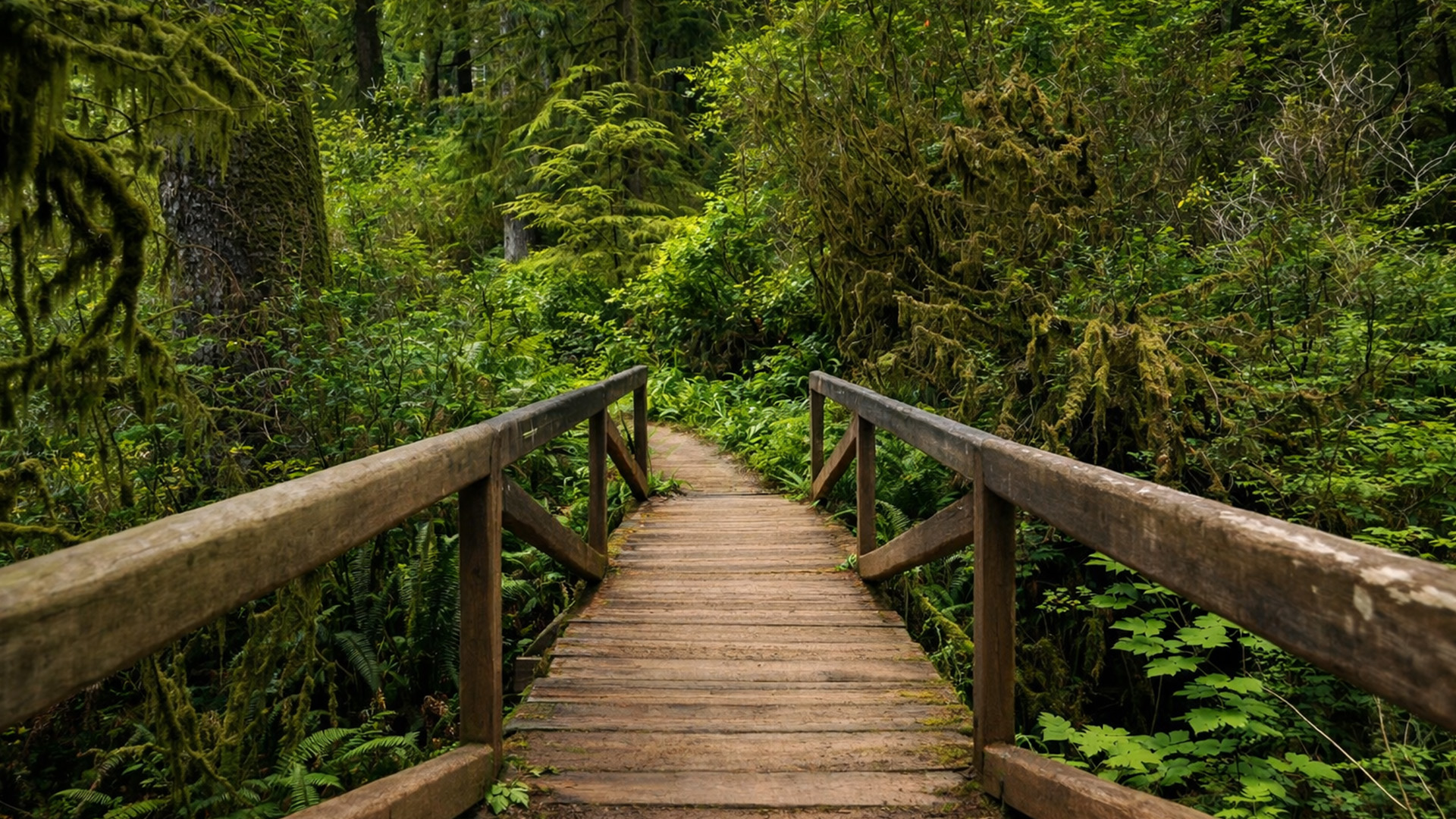 Redwood National Park James Irvine Trail nature hike (4K)