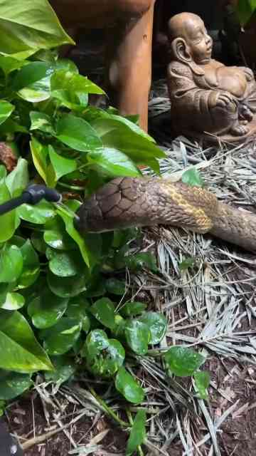 Giant king cobra drinks water!