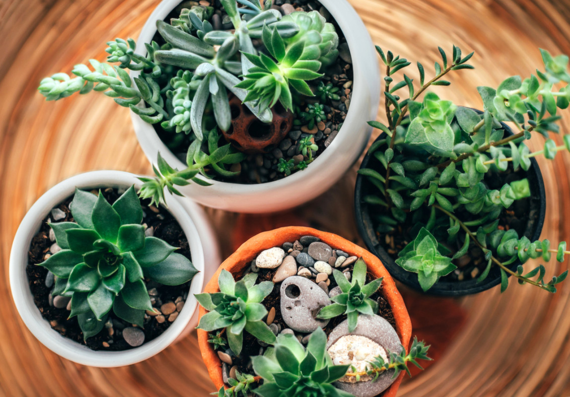 Pet-friendly succulents: 10 safe choices for cats and dogs
