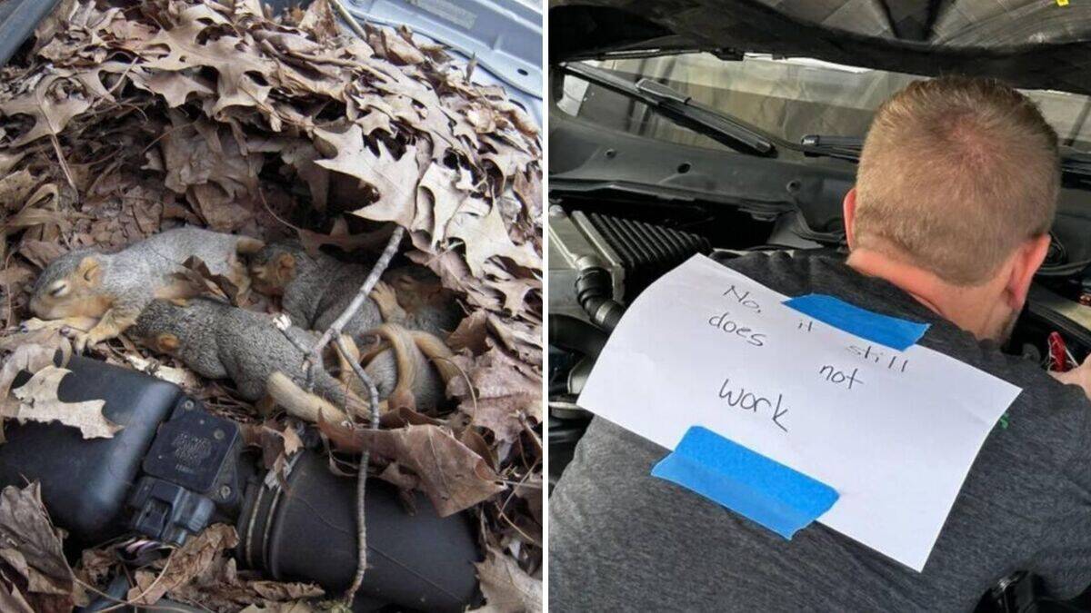 50 times mechanics made some weird discoveries in cars