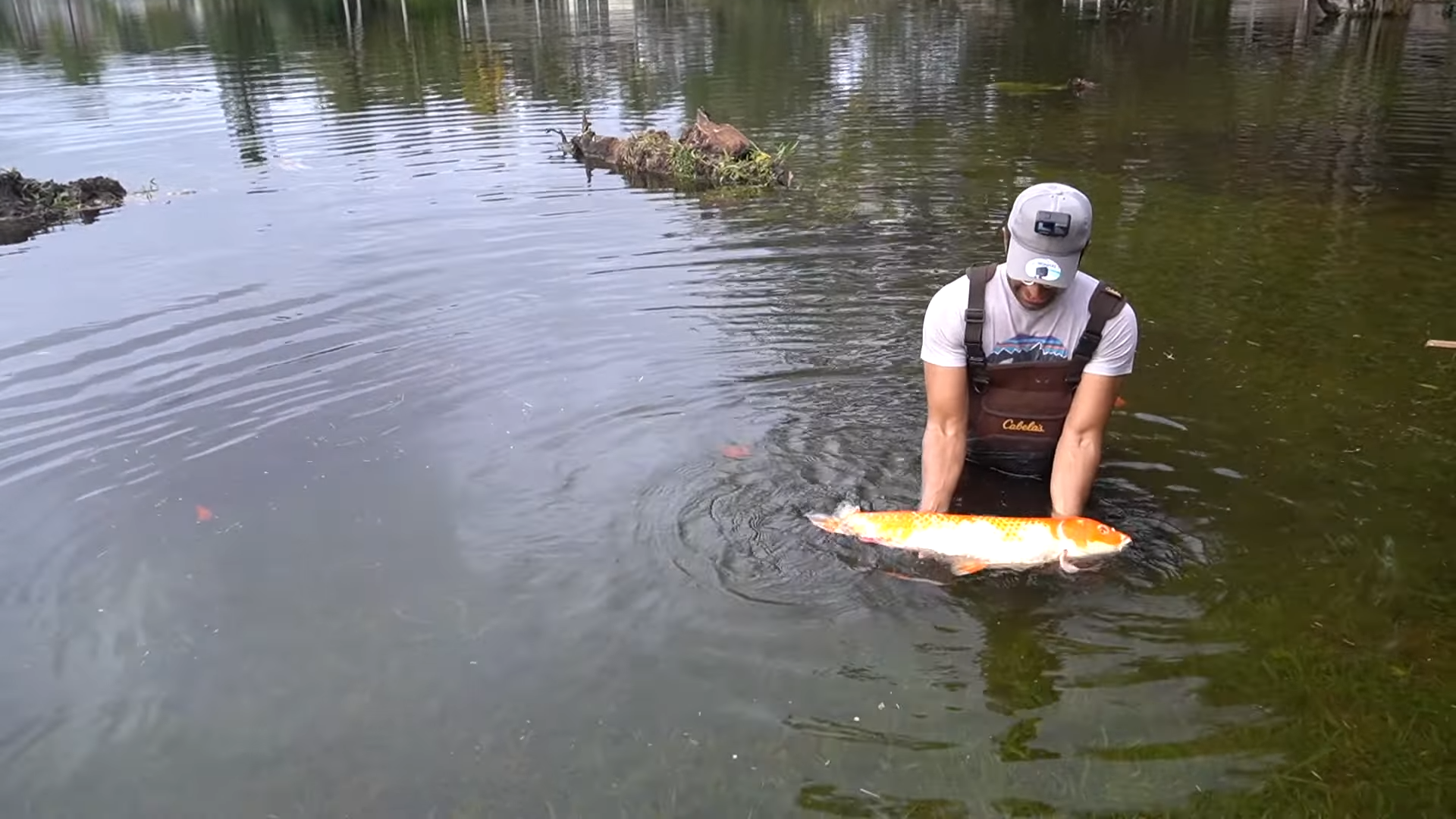 “The water took over the street” fish trying to survive