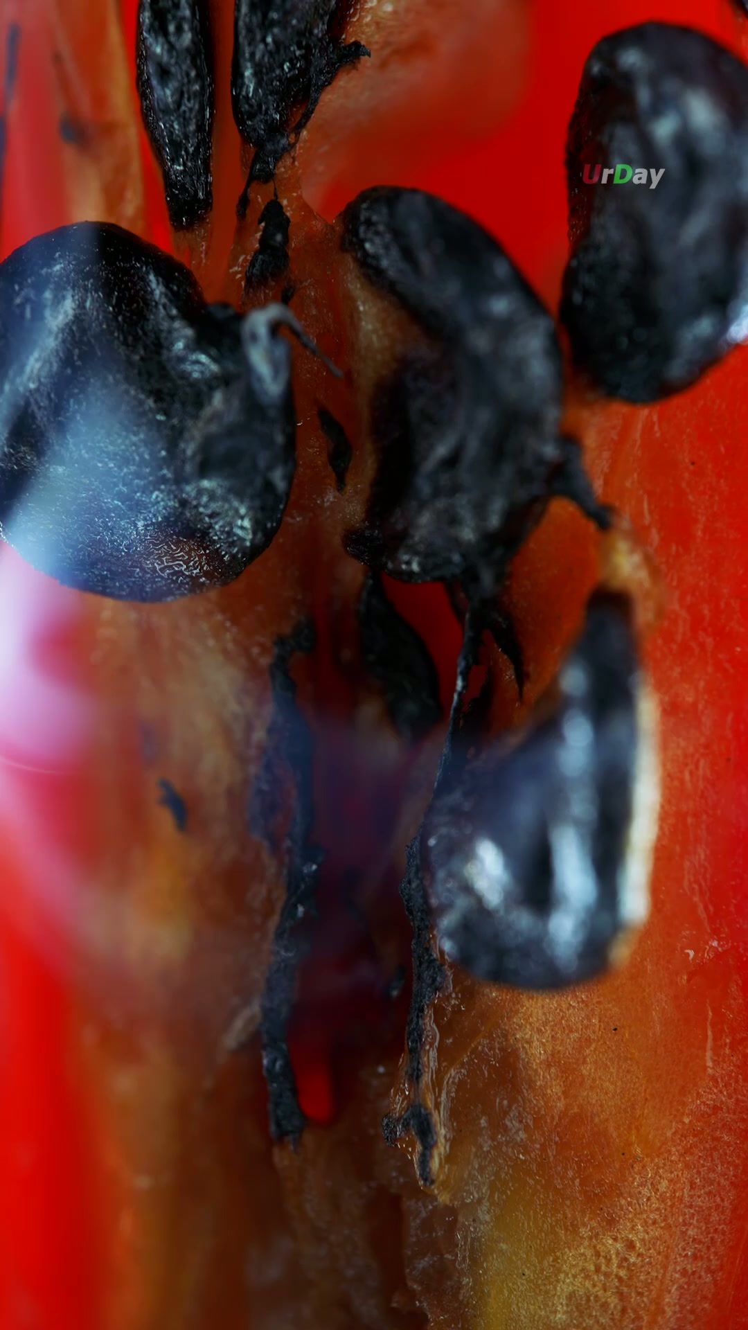 Chili burning in macro #urday