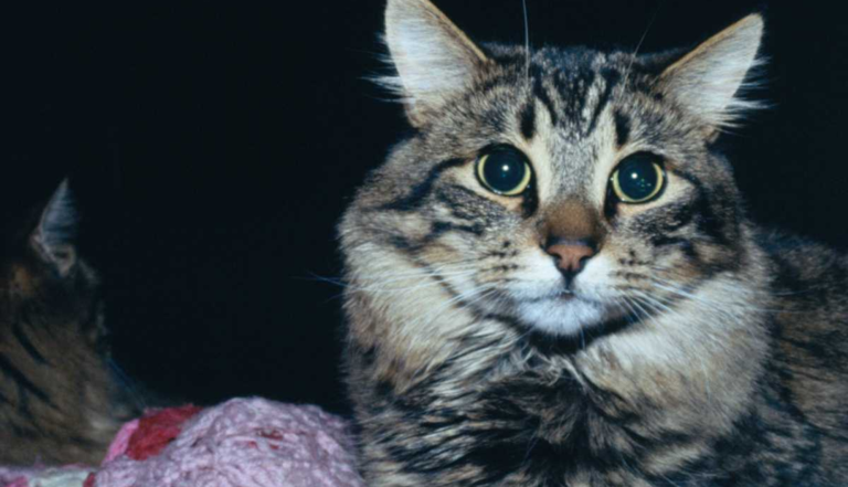 Hoy es el Día Internacional del Gato, en Colombia hay más de 4,5 ...