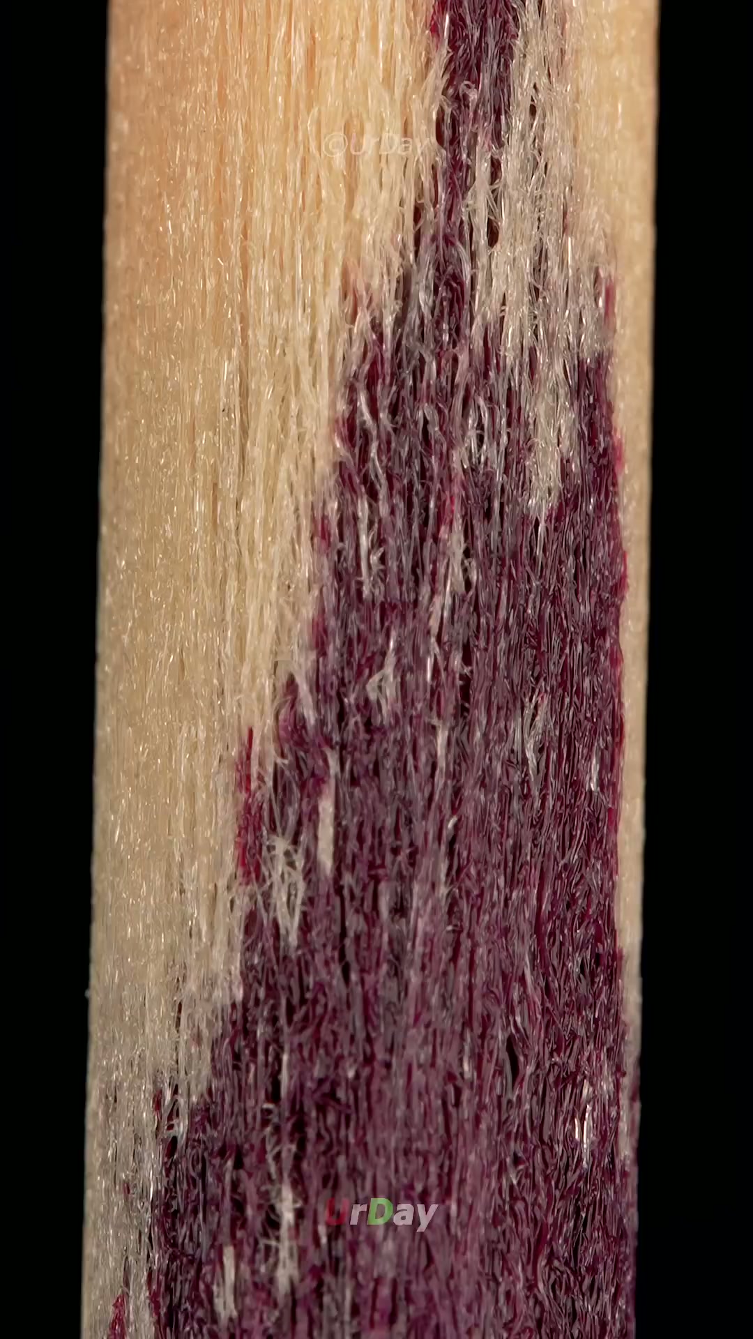 How Reed Diffuser work up close #urday @macro #closeup #satisfying