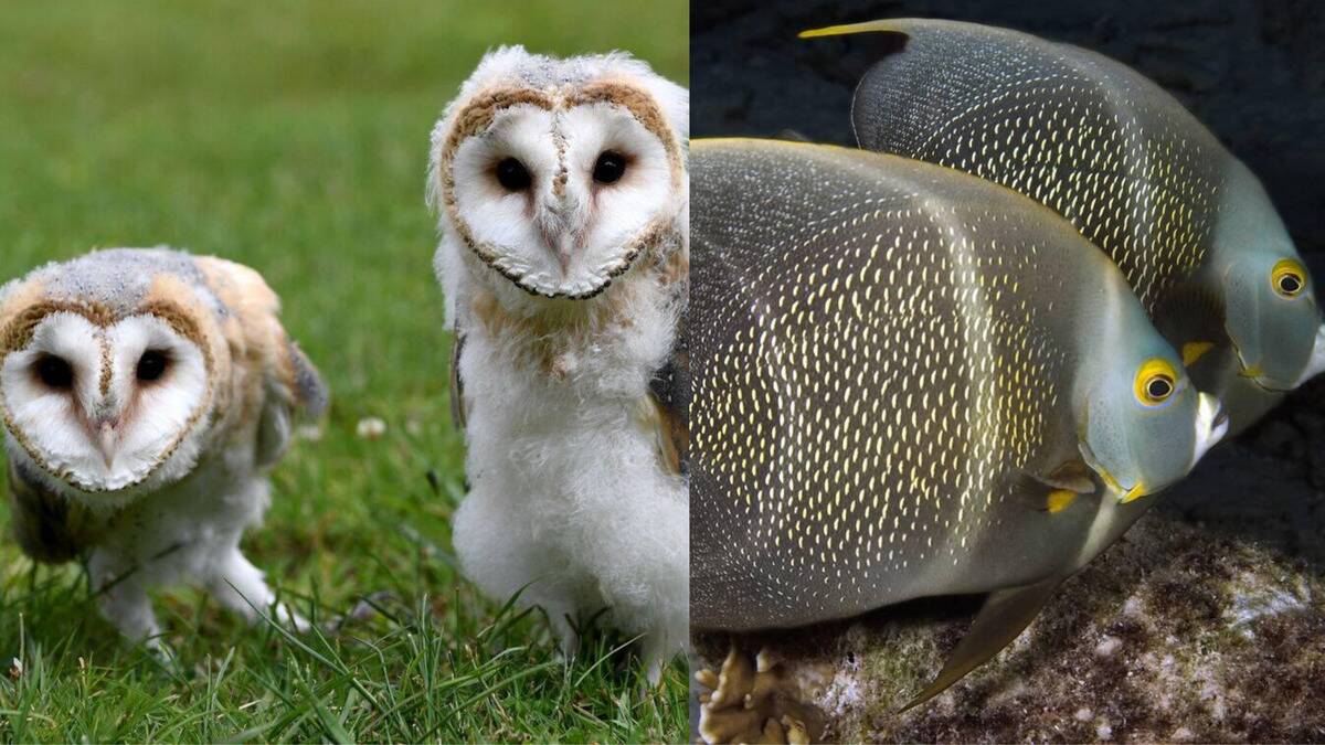 How animals create lifelong bonds and family ties
