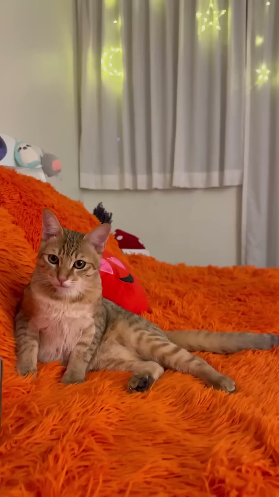 Star & moon fairy lights unboxing: Cozy window decor! 🌙