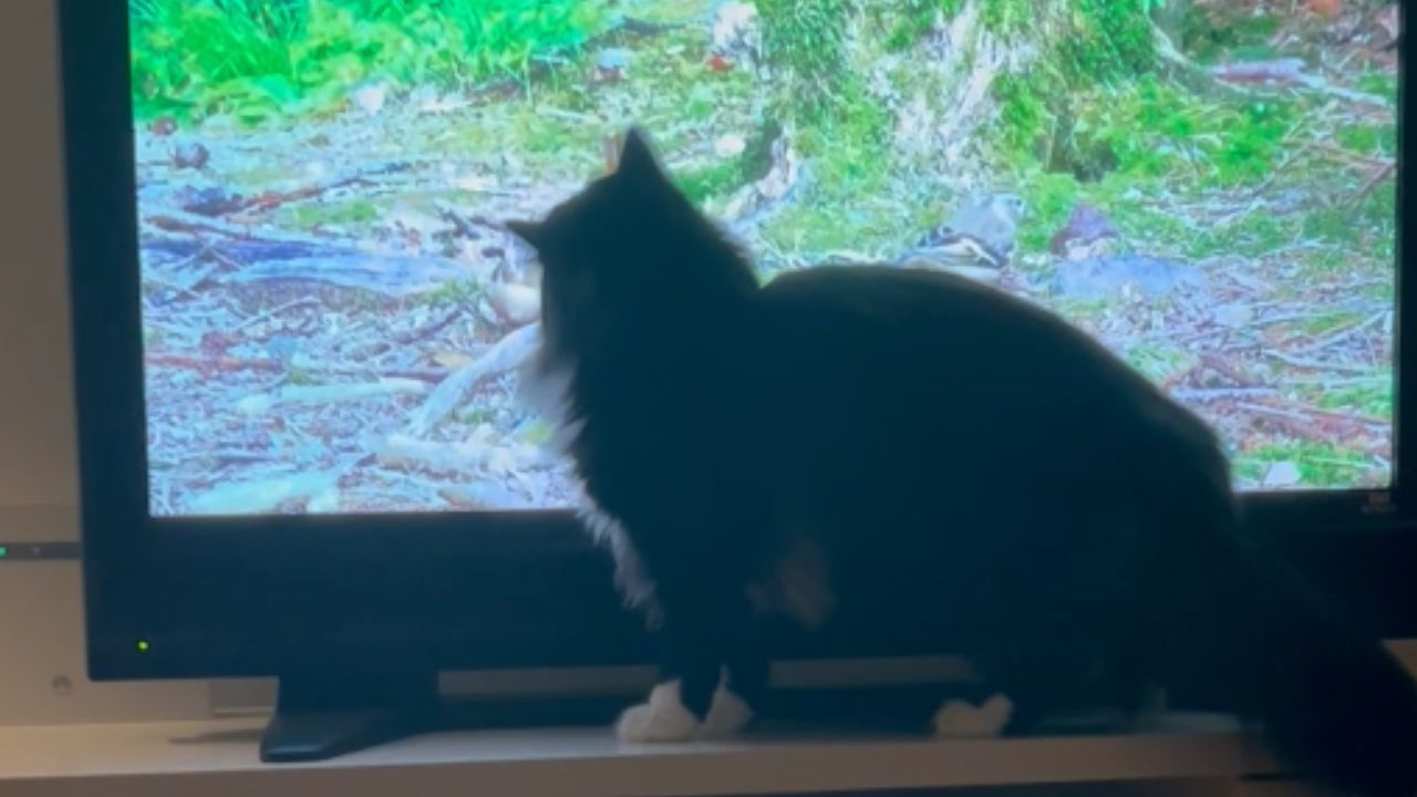 Cat attempts to hunt birds on TV screen and faces the frustration of an ...