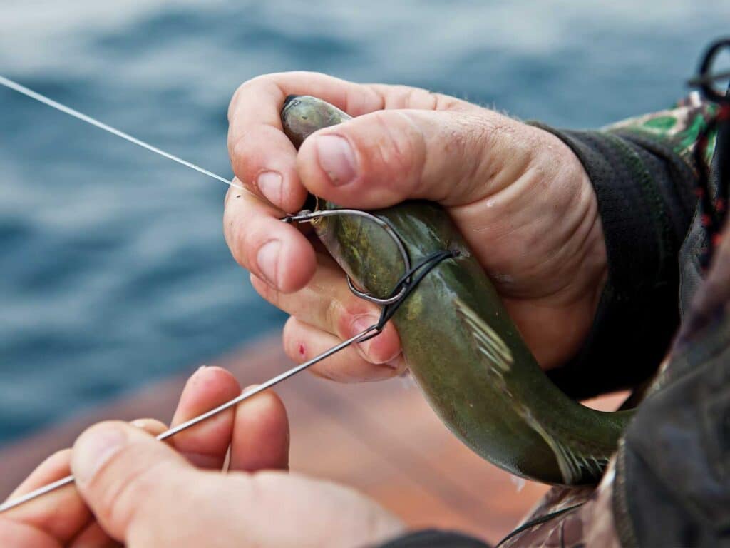 Better bridle techniques to boost your live-bait hookup ratio