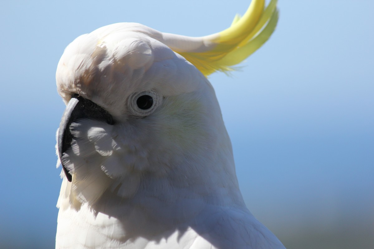 Robert Irwin gets kisses from cockatoo who belonged to his late dad and ...