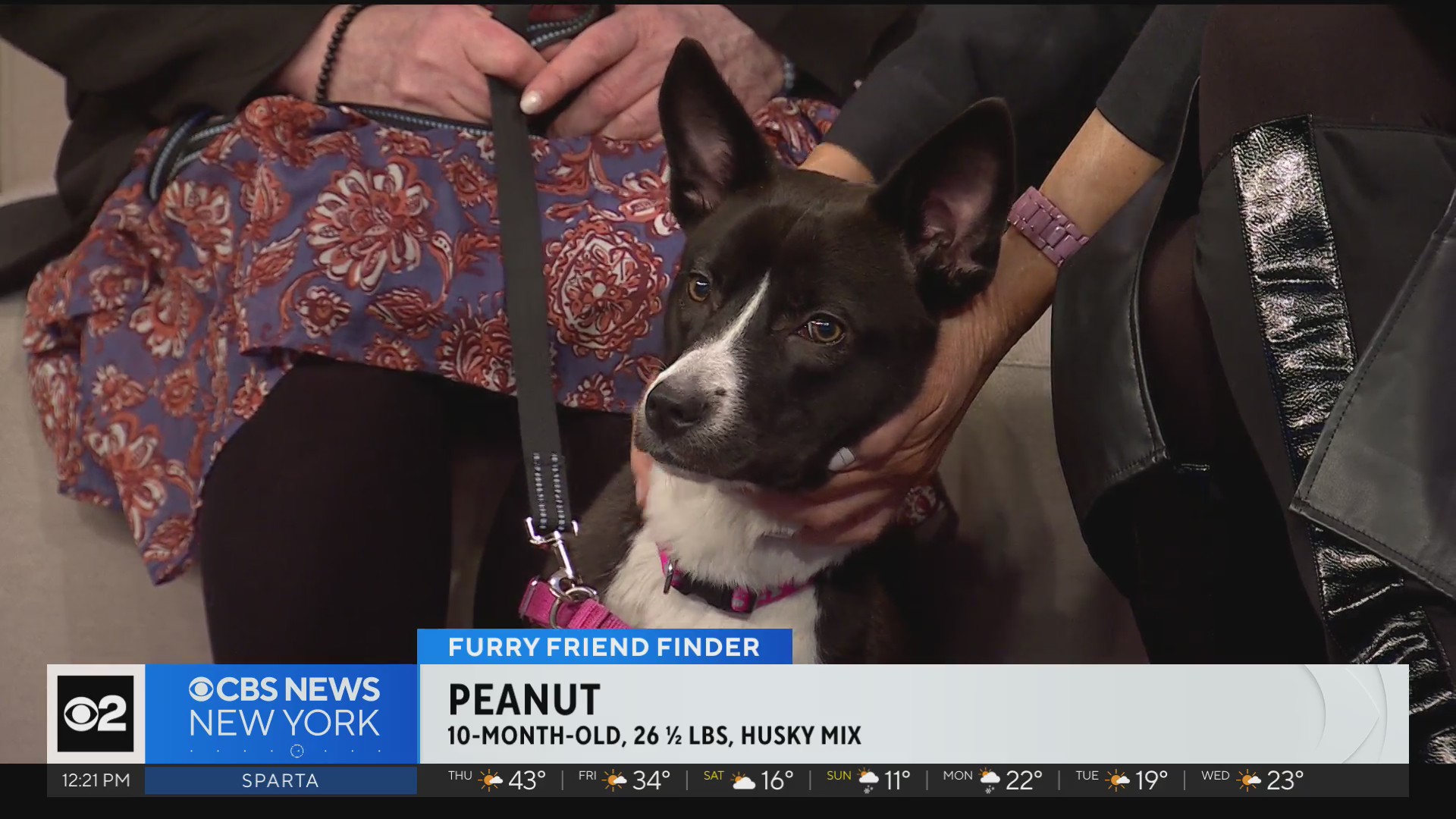 Furry friend finder: Meet Peanut
