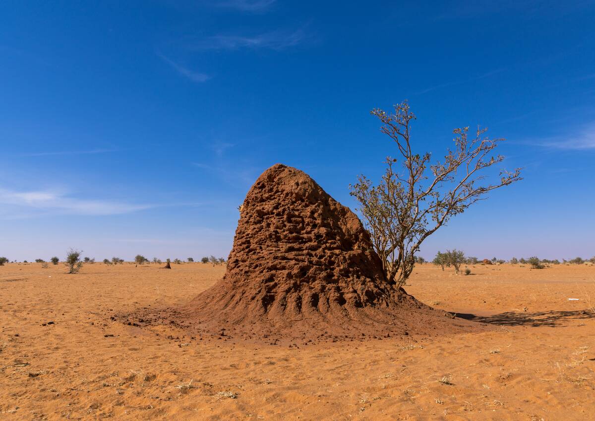 Insects building intricate homes below ground
