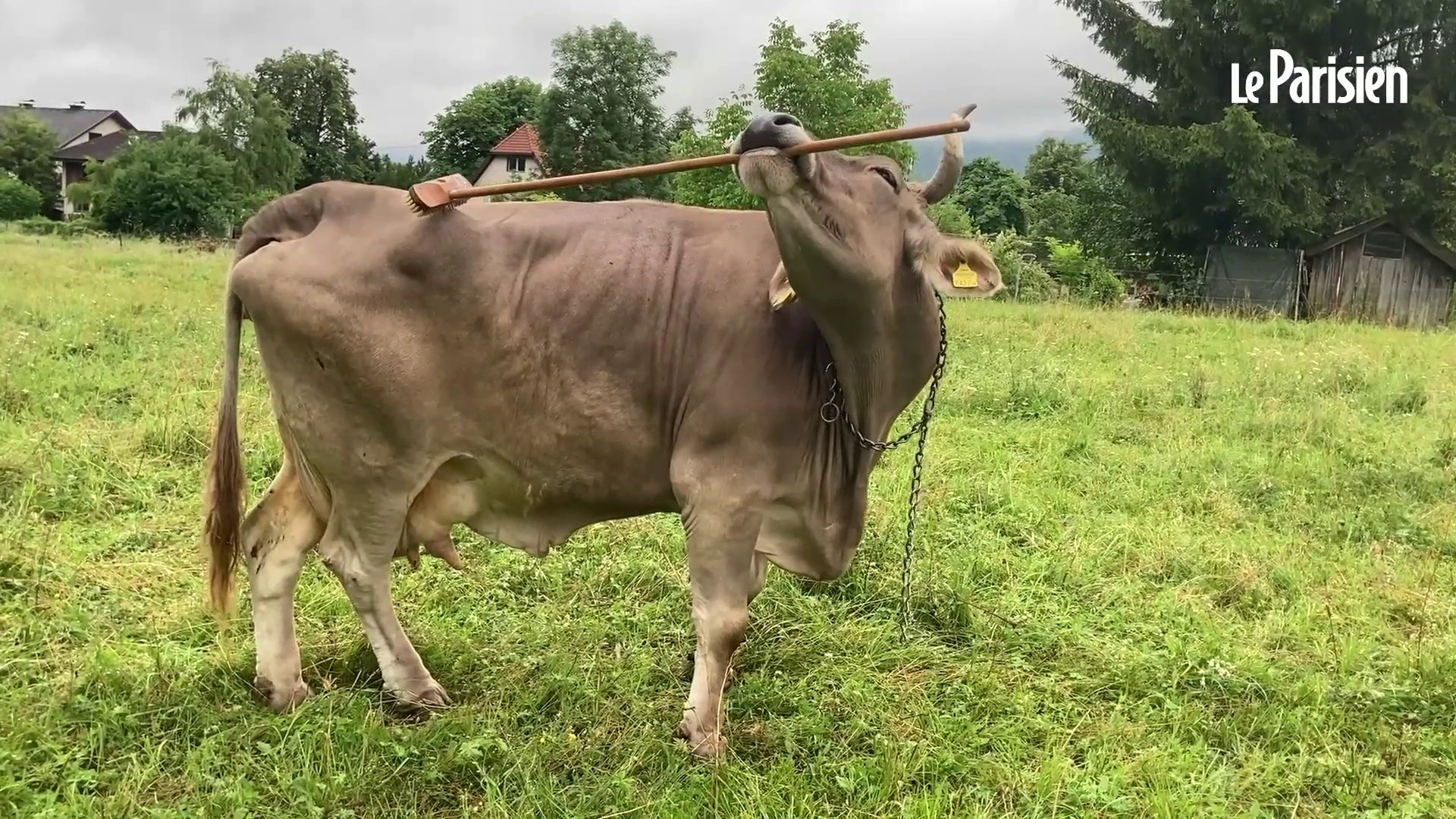 Une vache utilise un balai pour se gratter, un comportement inédit