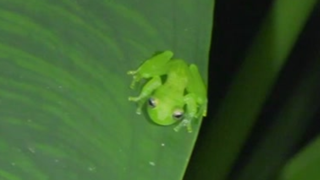 Meet the remarkable glass frog