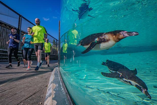 Popular Chester Zoo event back for 2026 to raise funds for wildlife ...