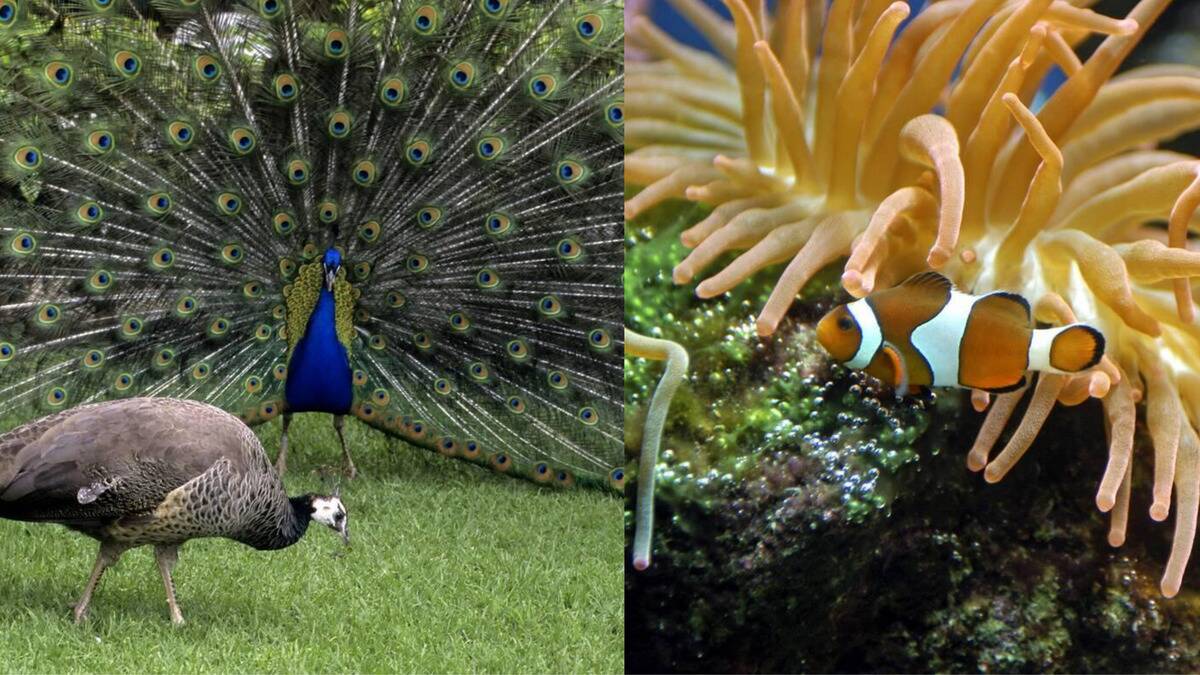 Animal behaviors that reflect human problem-solving