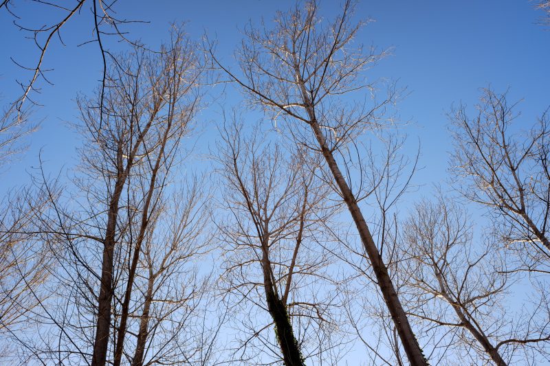 So cold that trees will explode? Not exactly, expert explains