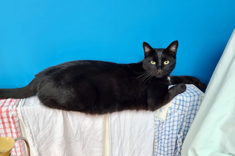 ‘Much loved’ cat shot with airgun 'lucky to be alive'