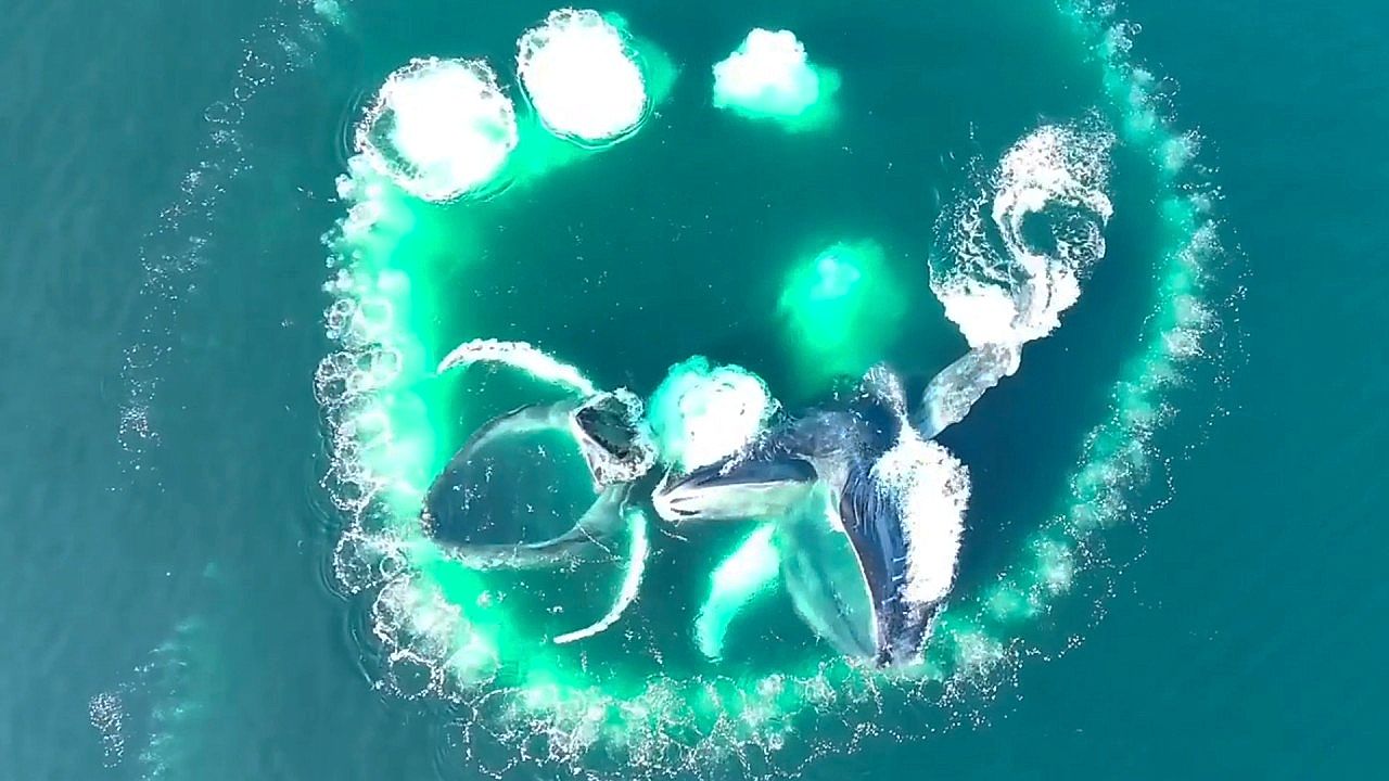 Study finds humpback whales share bubble-net feeding skills across oceans