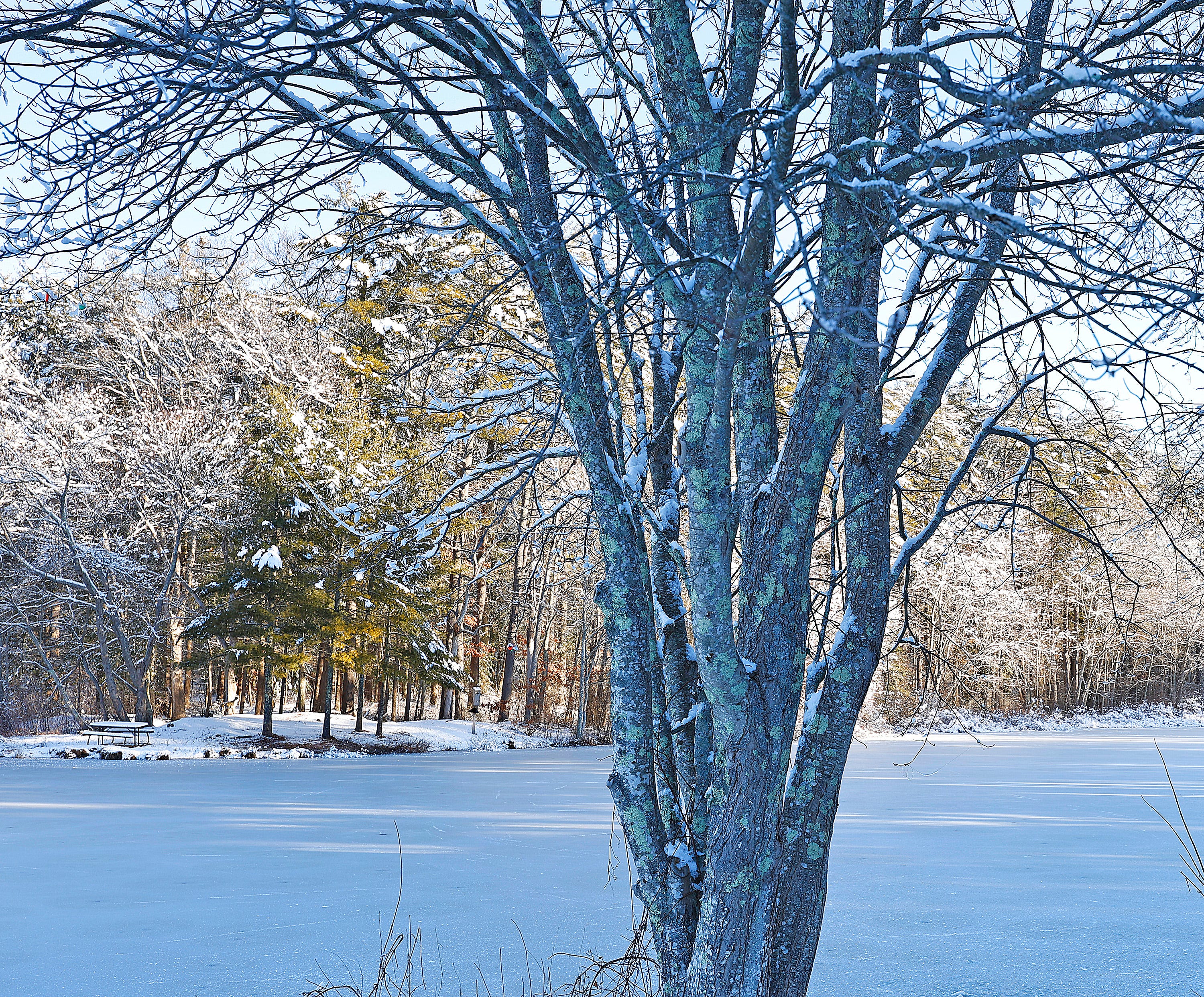 Can trees explode in Minnesota? Here's what really happens