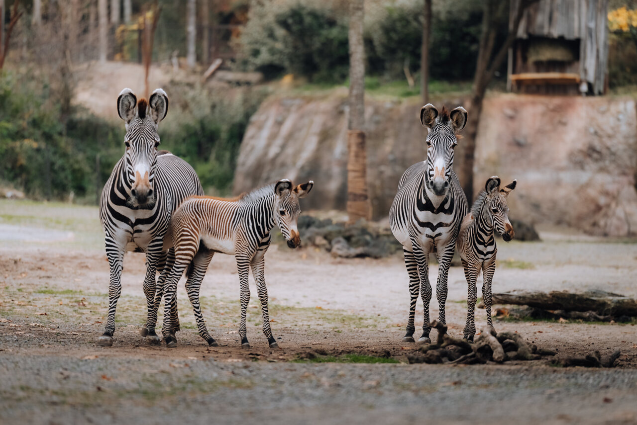 Aging zoo animals threaten long-term species conservation goals
