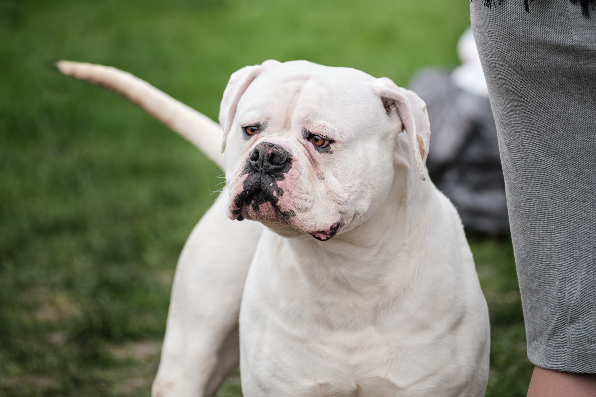 This boxer looks personally offended by the pet sitter