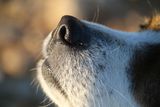 Dogs can smell a deadly canine cancer, offering a new path to earlier ...