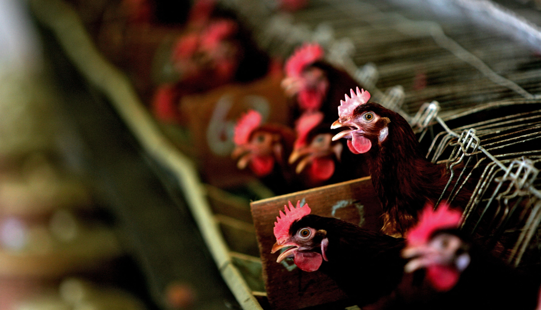 El ICA suspendió importaciones de aves vivas desde España por brote de ...