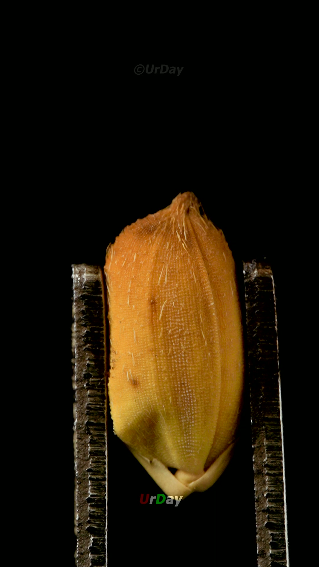 Rice grain pop in macro and slow motion #urday #satisfying #macro