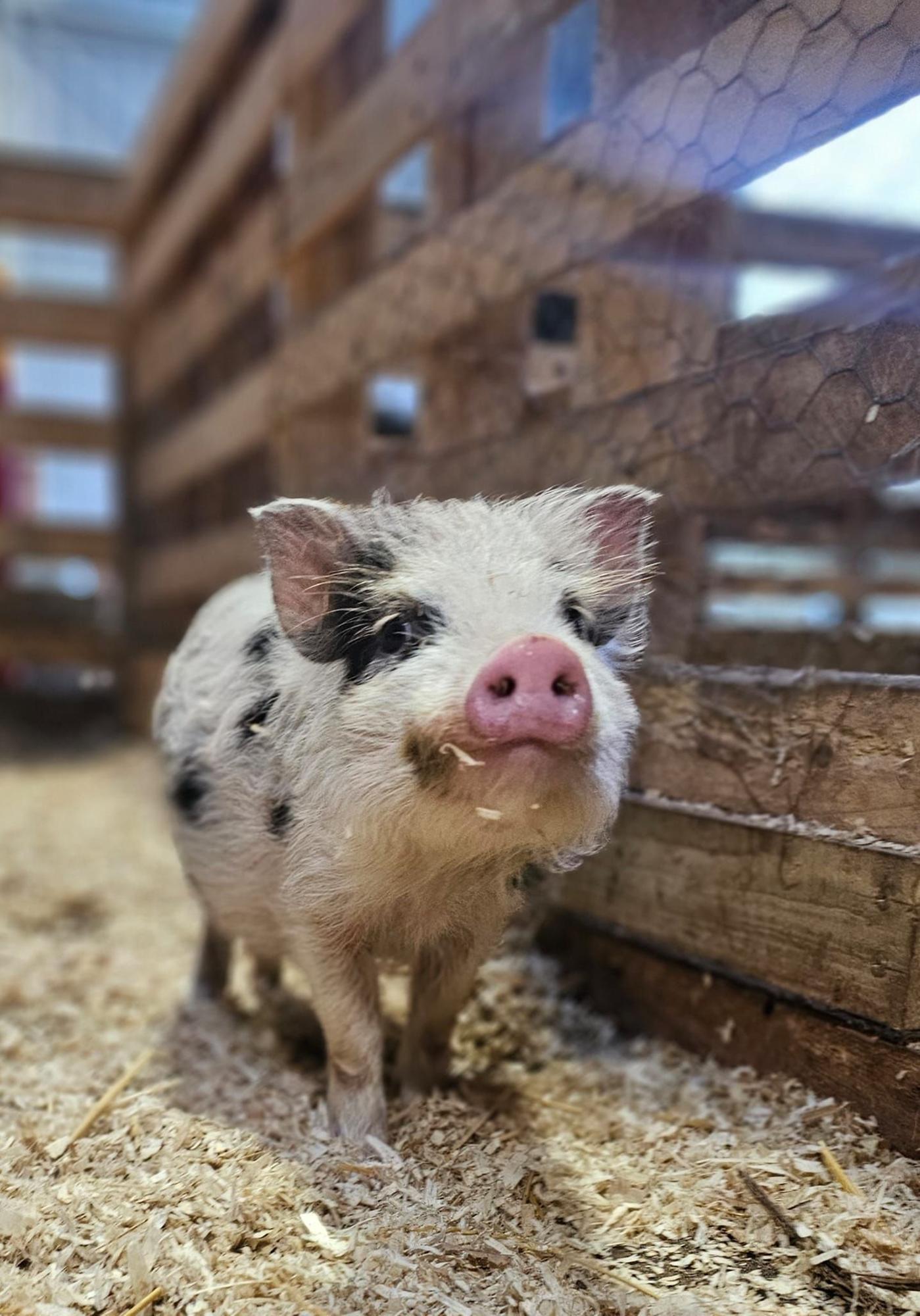 Forget the January blues, Amersham's miniature pigs could be the cure ...