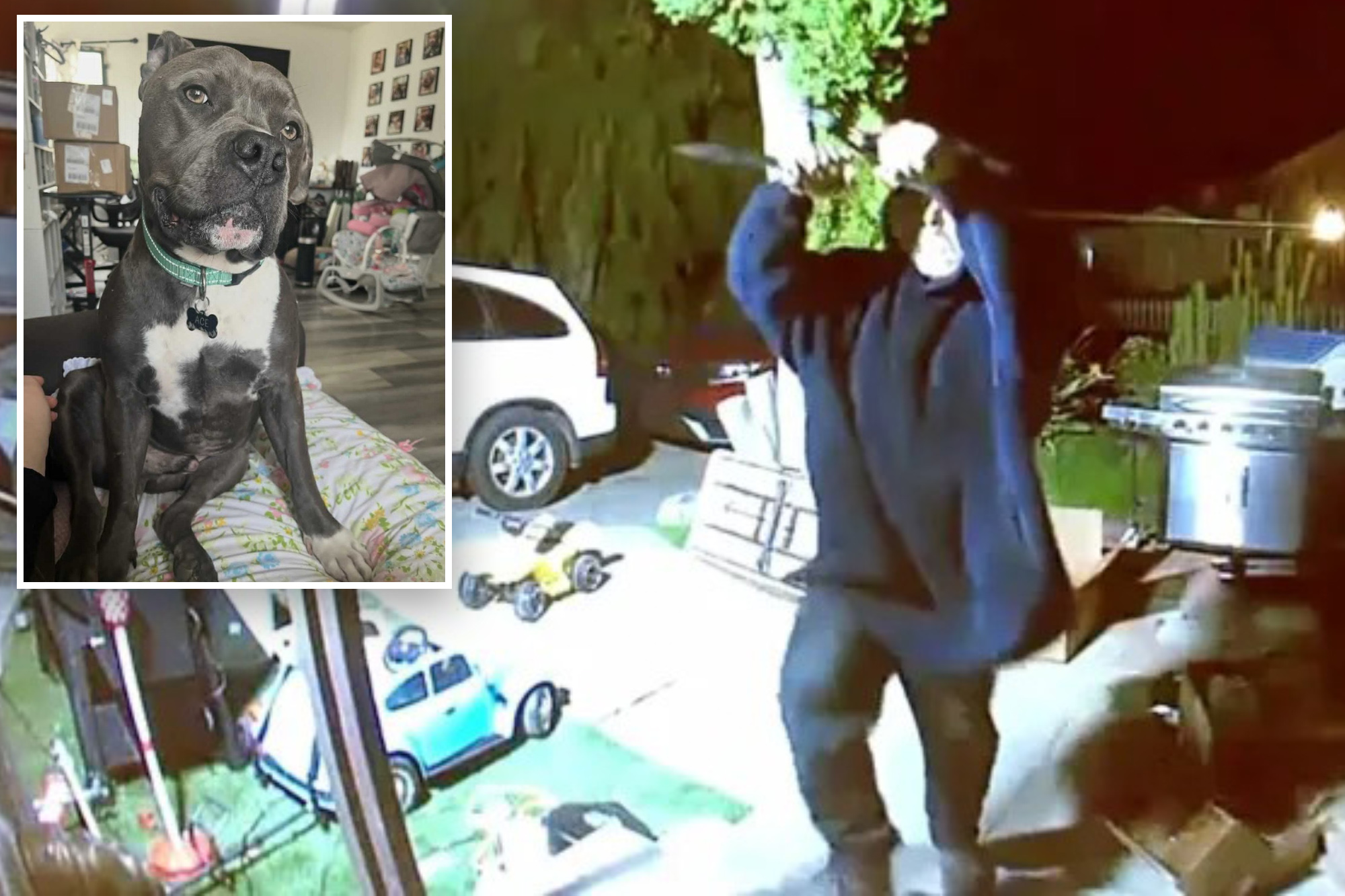 Home invader’s gun and knife no match for Ace the family pit bull