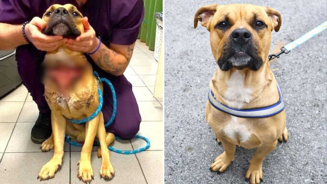 Dog found with gash on neck: Westchester woman charged with animal ...