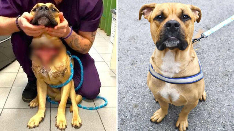 Dog found with gash on neck: Westchester woman charged with animal ...