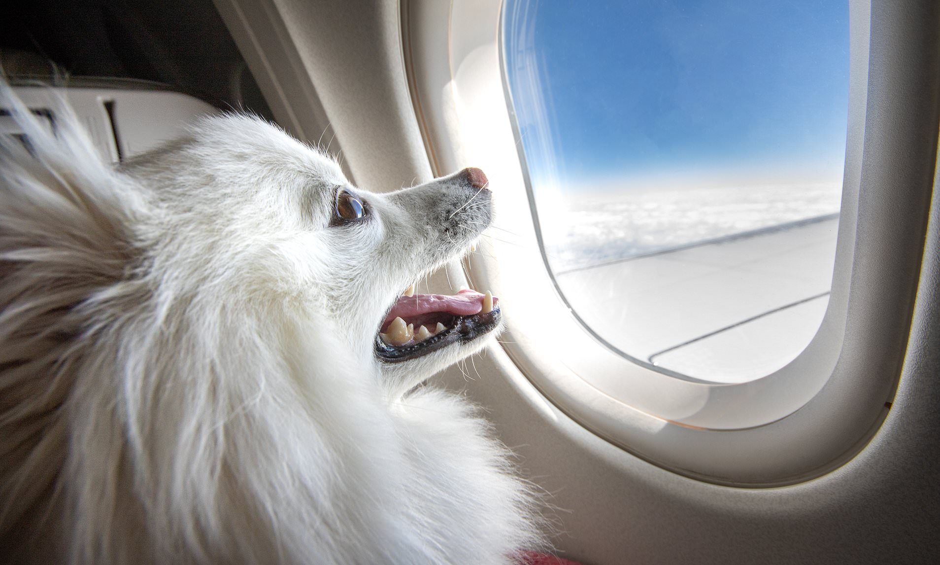 All the airlines that allow pets onboard in the cabin - and what to ...