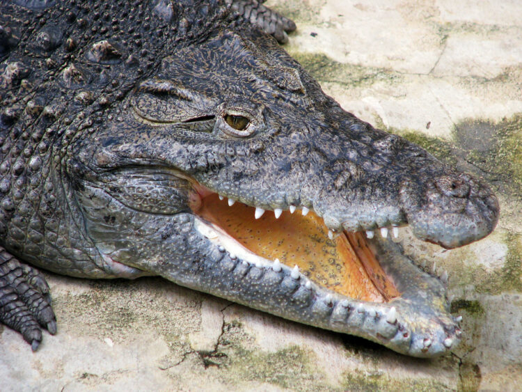 15 interesting facts you didn't know about crocodiles