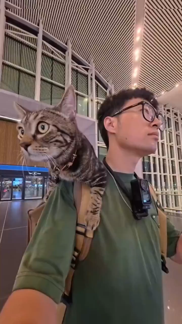 Man Shows What It Is Like You Travel The World With His Cat - From ...