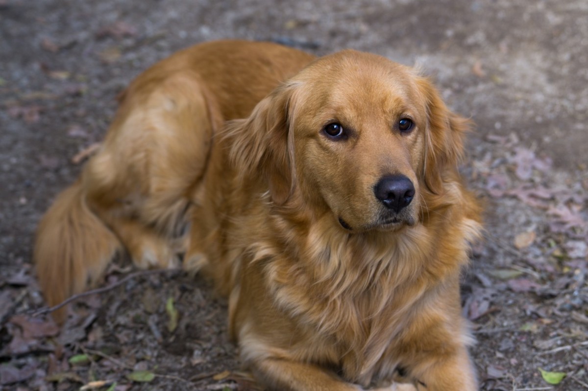 Defiant golden retriever acts like a 'teenager with attitude' and it's ...