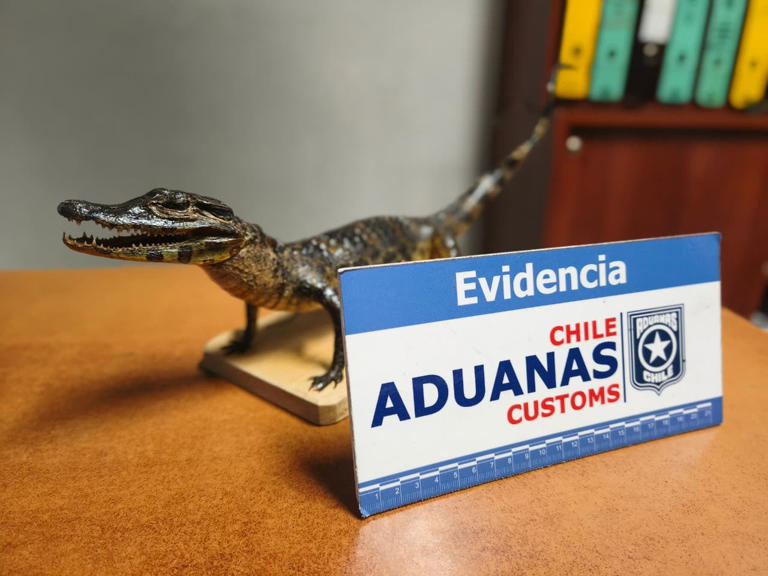 Aduanas descubre caimán bebé disecado en equipaje de pasajera en Arica