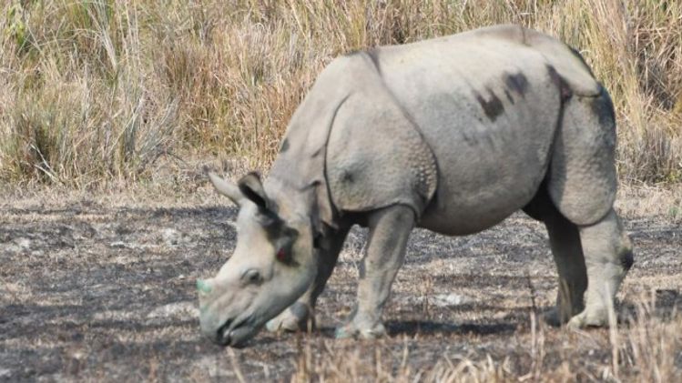 Stranded rhino calf rescued from Kaziranga National Park