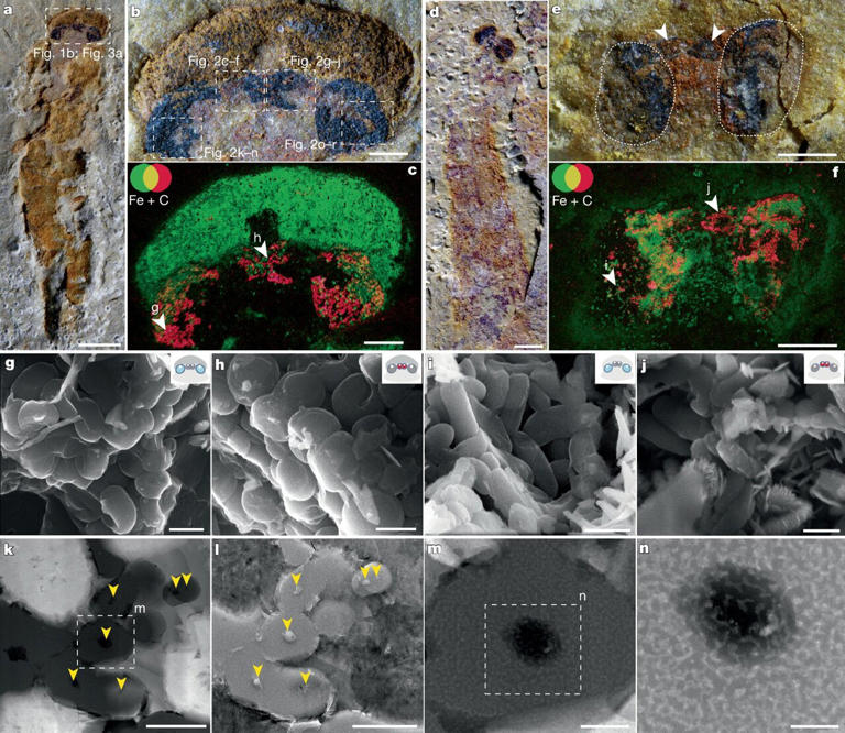 Four-eyed Cambrian fish fossils hint at origins of vertebrate pineal ...