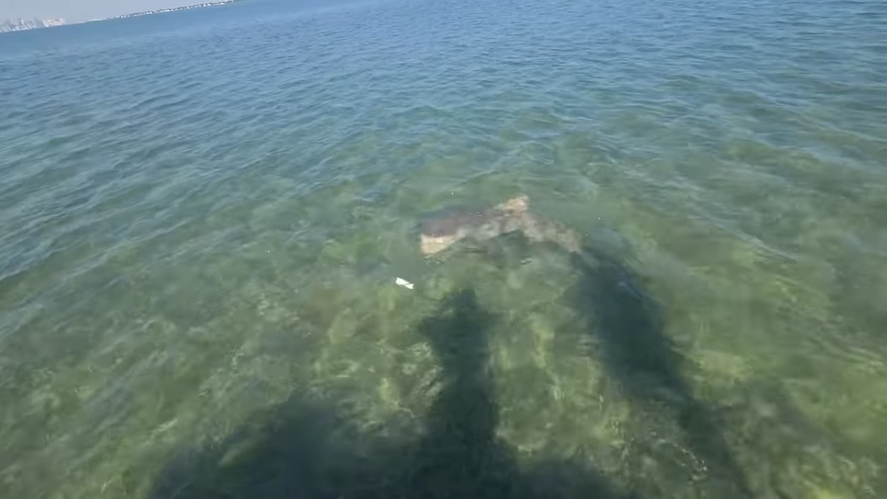 The day we actually went fishing for Jaws