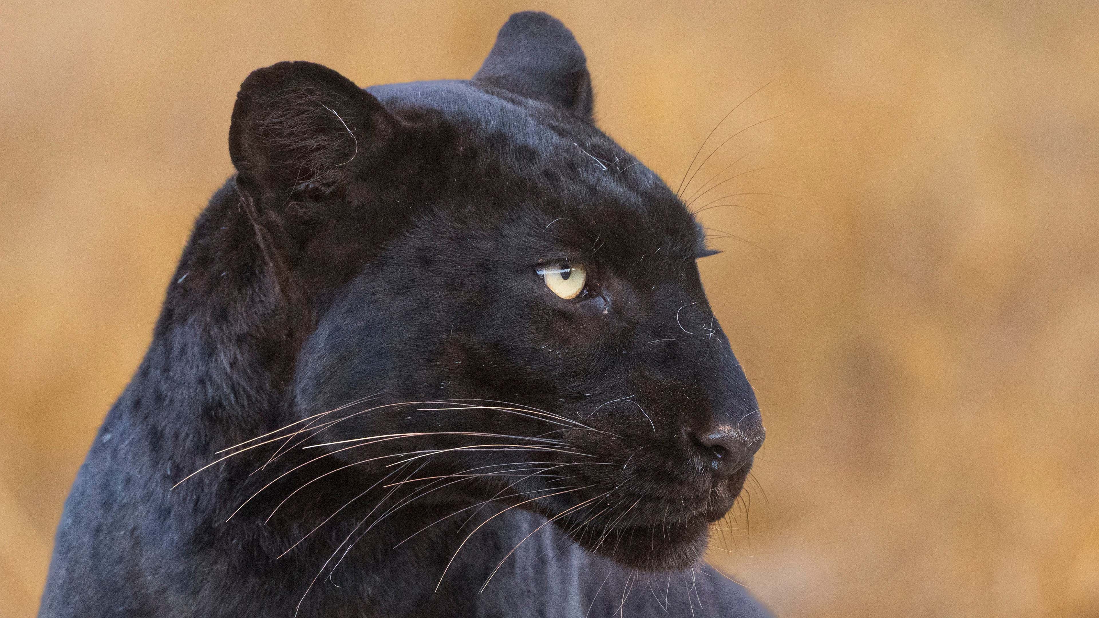 British wildlife photographer captures stunning images of rare black ...