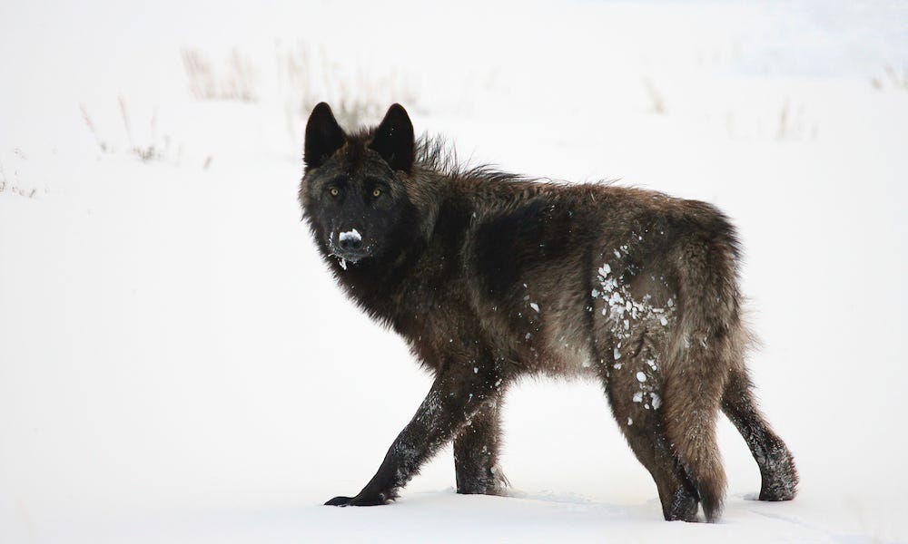 Striking wolf paw-print image reveals 'how things work' in Yellowstone