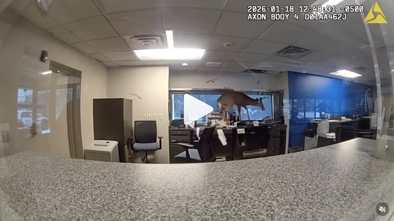 Wild video posted by police shows buck trapped inside Ridge bank