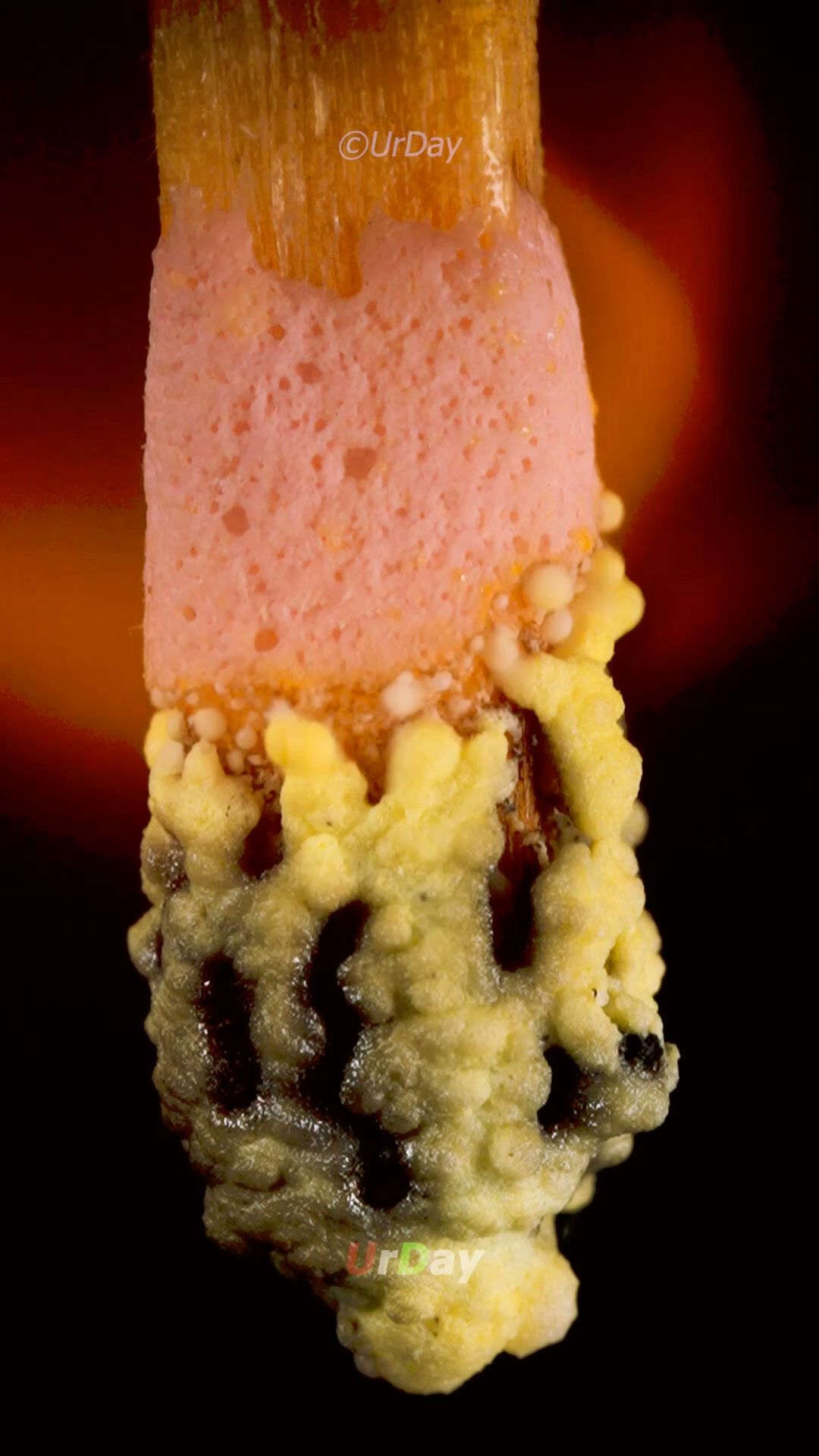 A match stick close up #urday #satisfying #macro